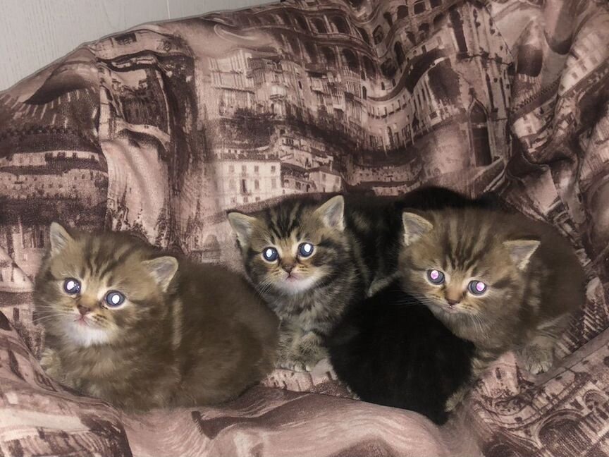 Шотландские прямоухие котята