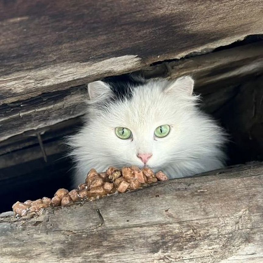 Кошка сибирской породы