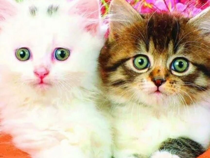 Кошка