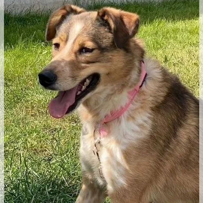 Взрослая собака в добрые руки