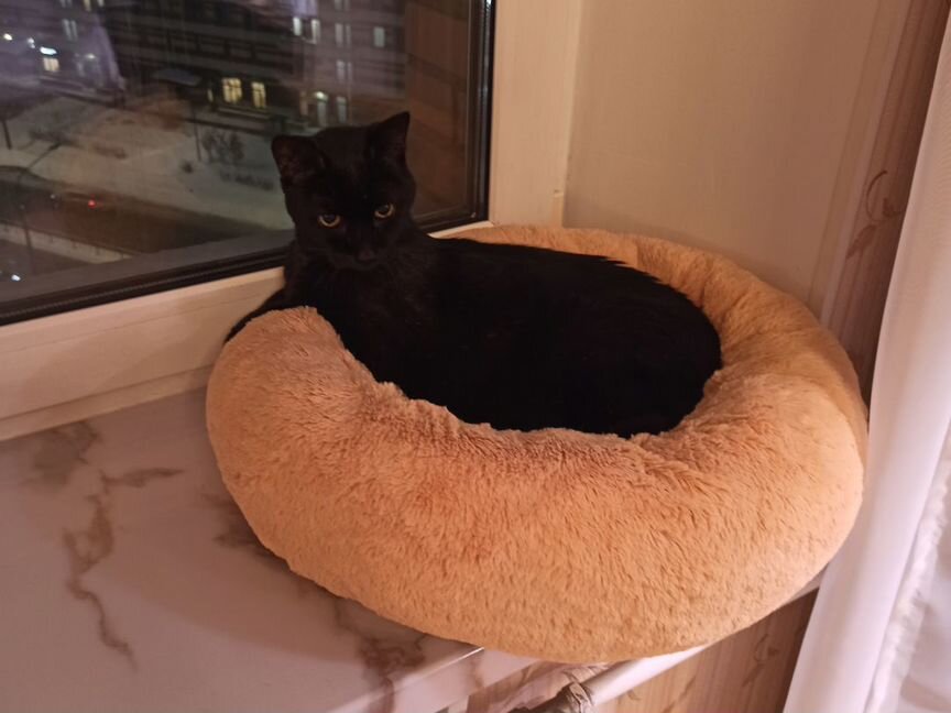 Лежанка для кота