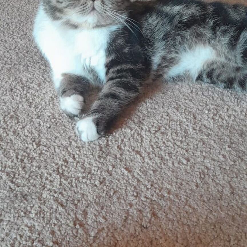 Коты экзоты