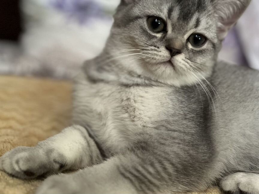 Котята скоттиш страйт