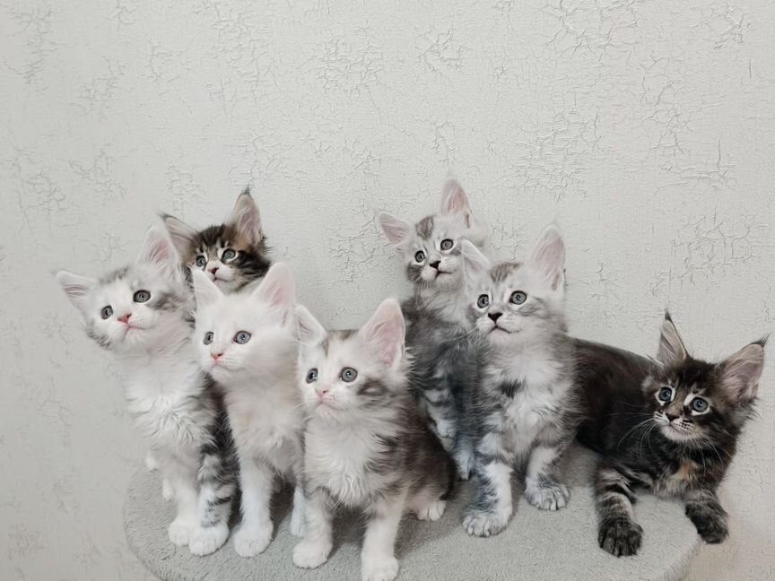 Котята мейн-кун