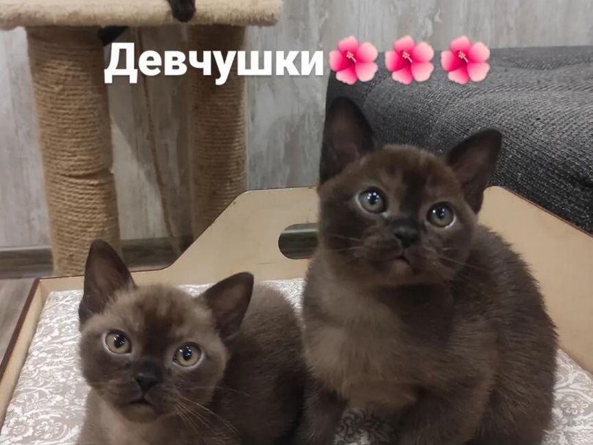 Бурманская мальчики и девочки