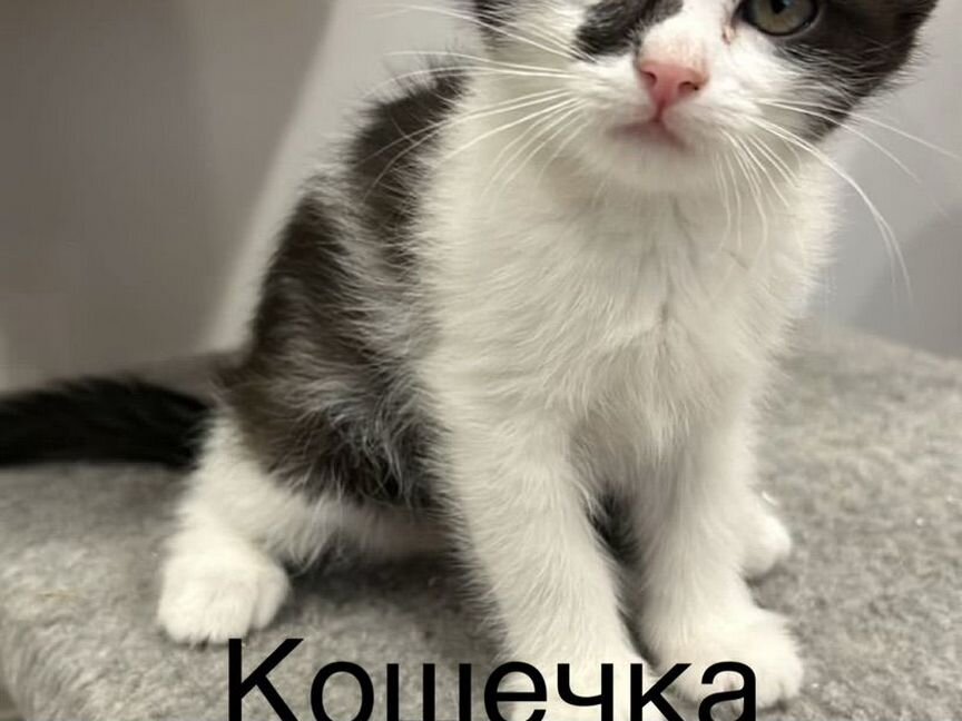 Кошка