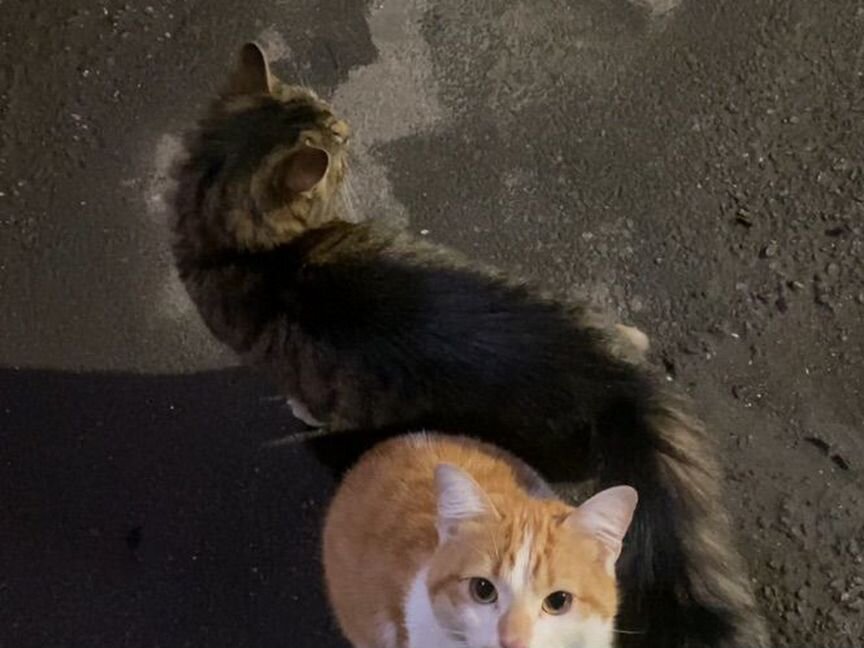 Котики бесплатно в добрые руки