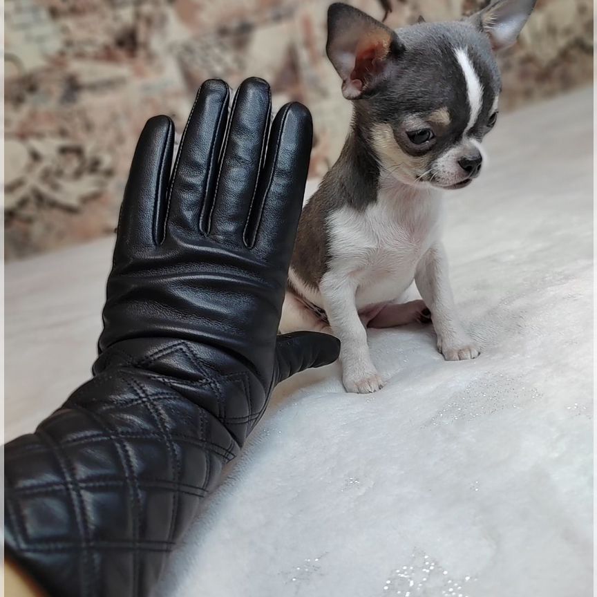 Чихуахуа, щенок