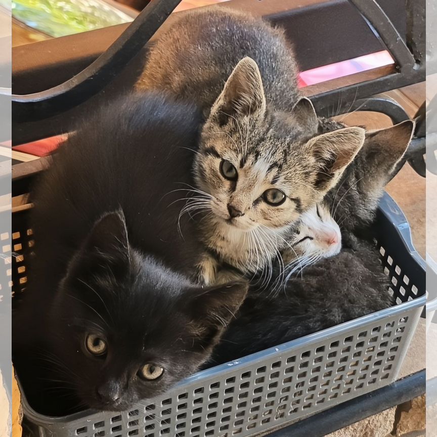 Котенок ищет маму