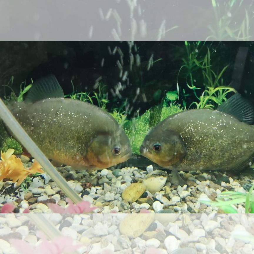 Пираньи (2 шт) / аквариум 60л