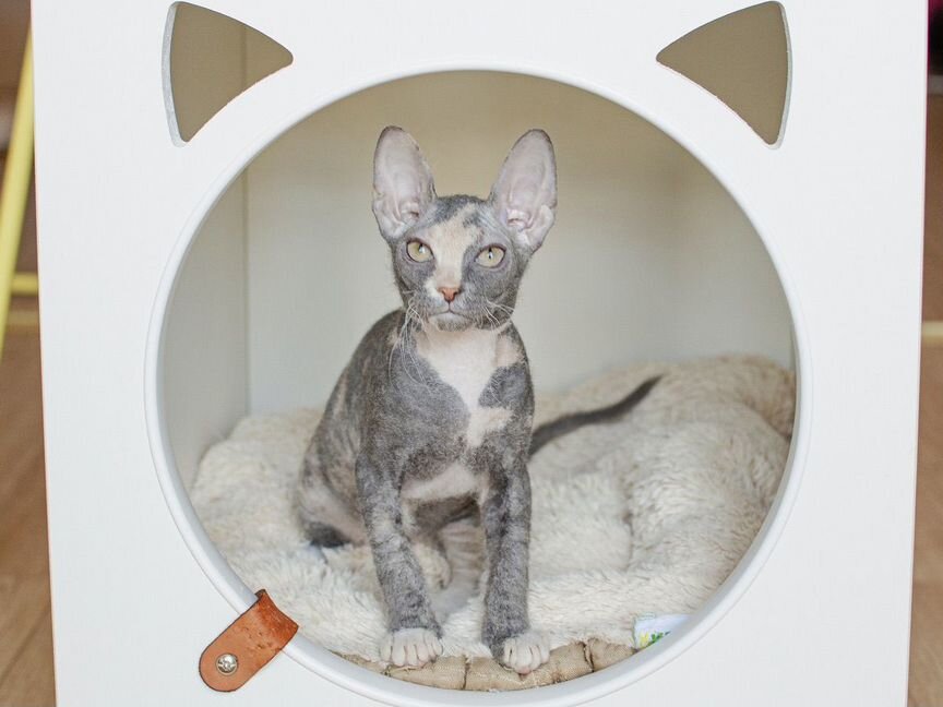 Донской сфинкс браш