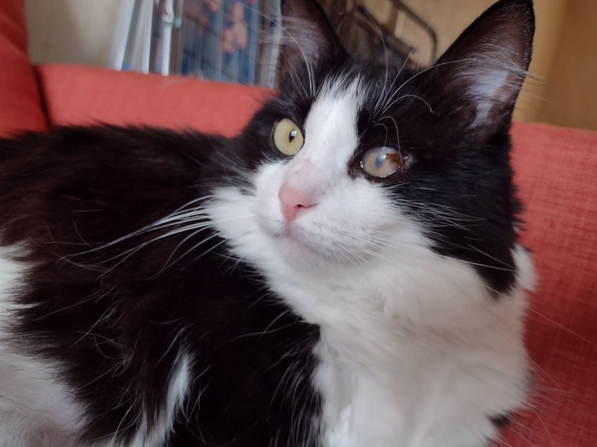 Кошечка Джеки