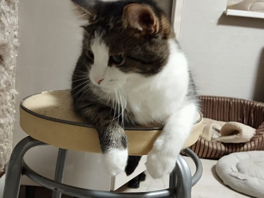 Кастрированный Кузенька ищет дом