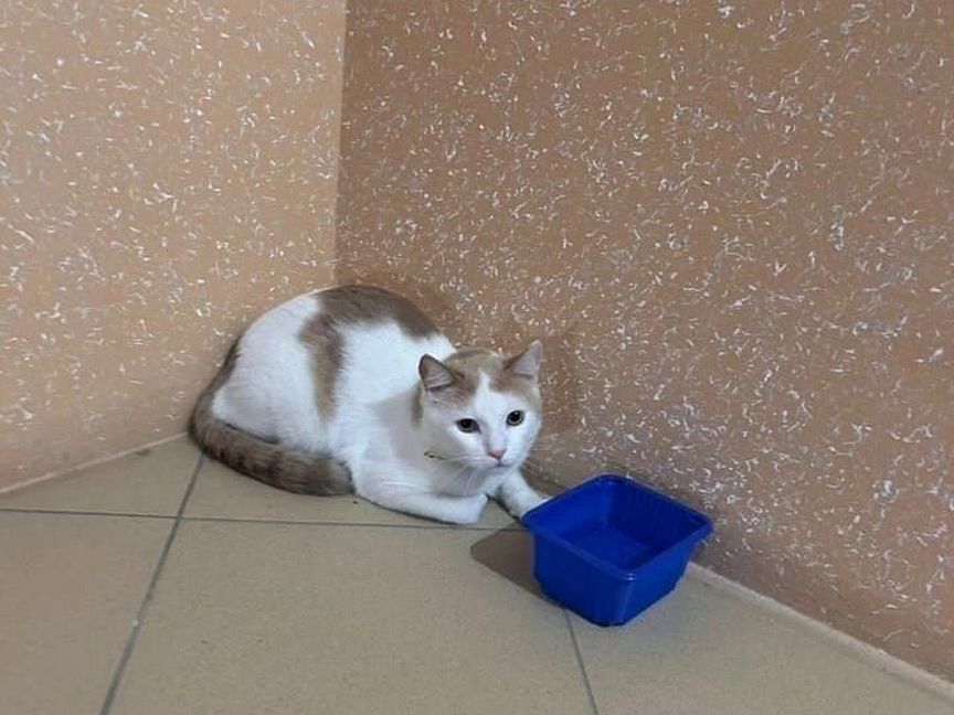 Бросили кота, нужен дом или передержка