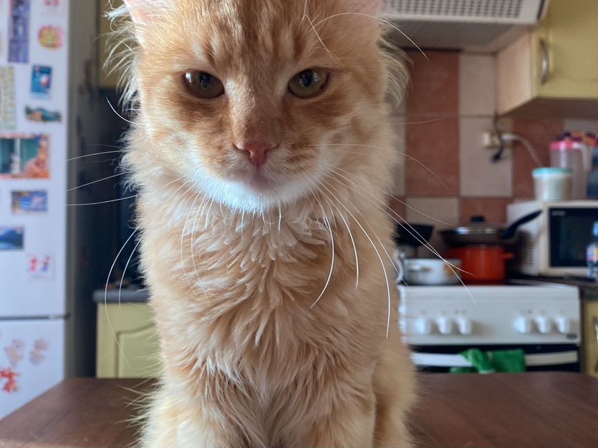 Кот Бублик в хорошие руки