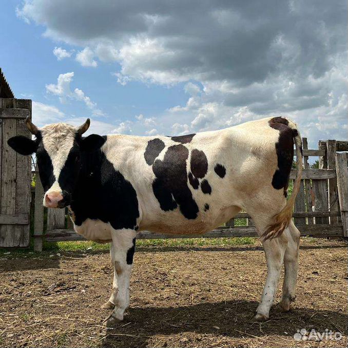 Телки стельные