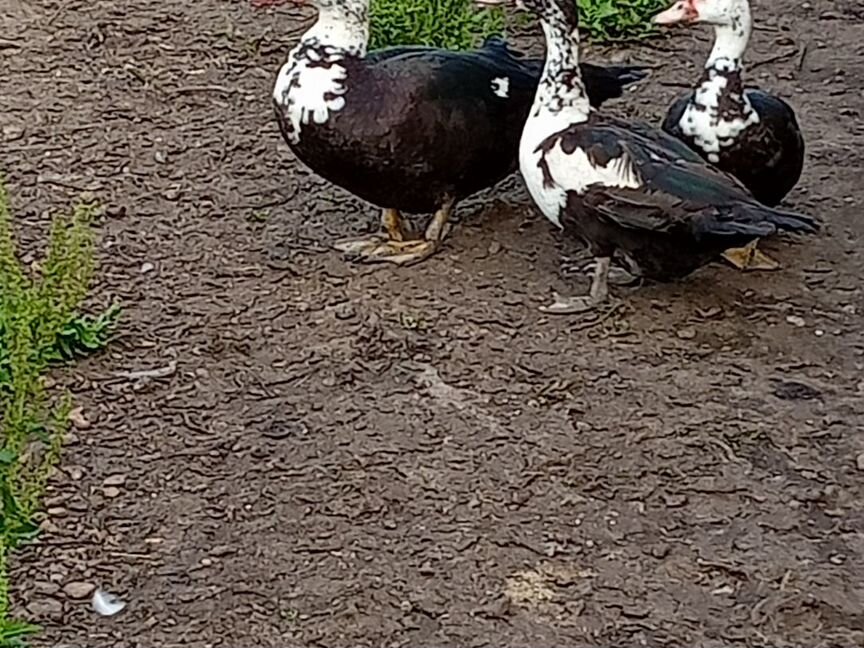 Гуси,индоутки,куры,цыплята,индоутята