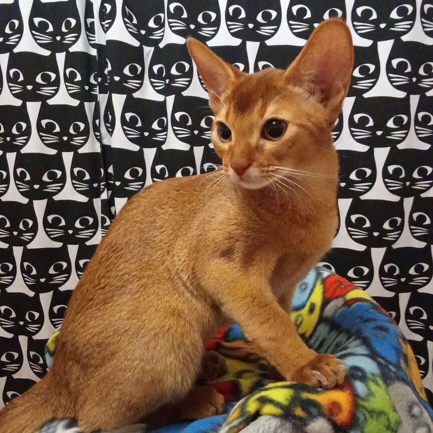 Абиссинская кошка