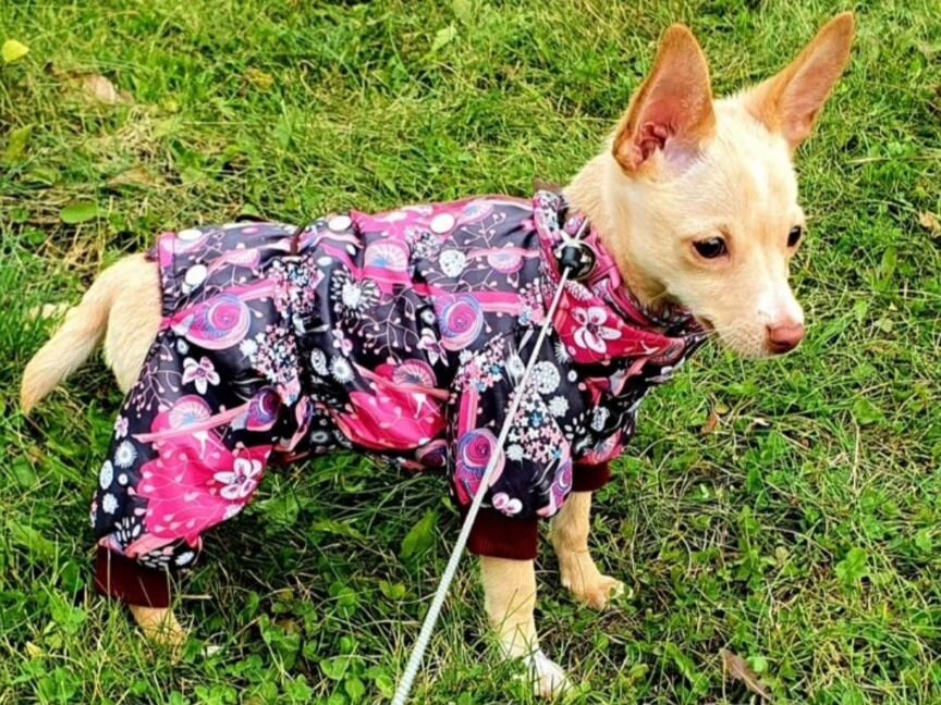 Демисезонный комбинезон для собаки девочки