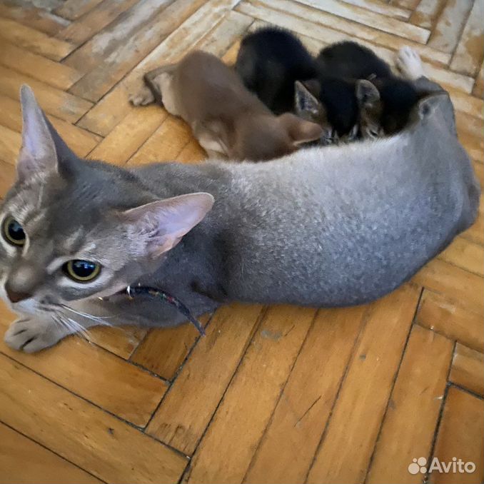 Котята абиссинской породы