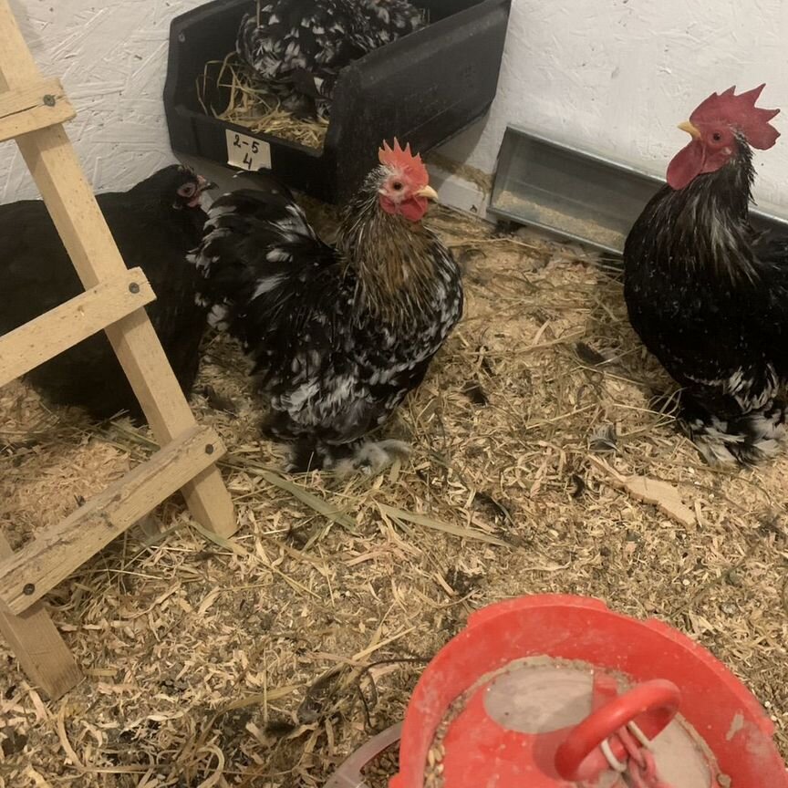 Петушок карликовый кохинхин