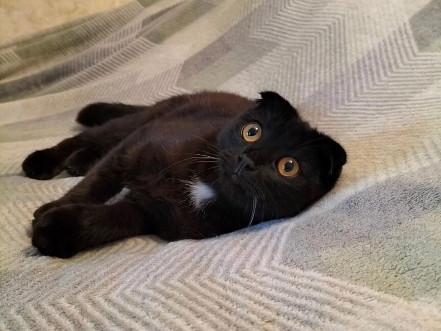 Шотландская вислоухая кошечка подросток в дар