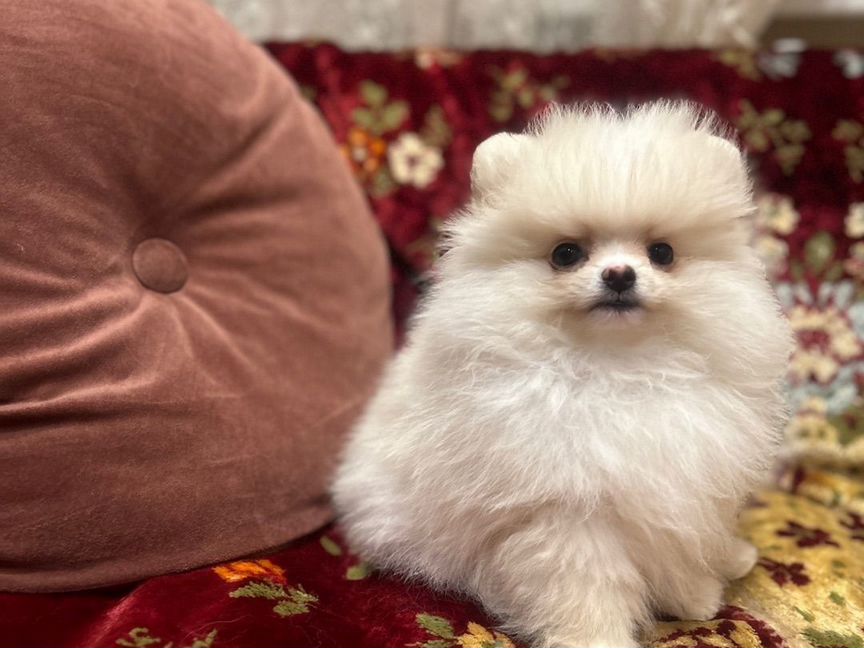 Померанский шпиц медвежьего типа