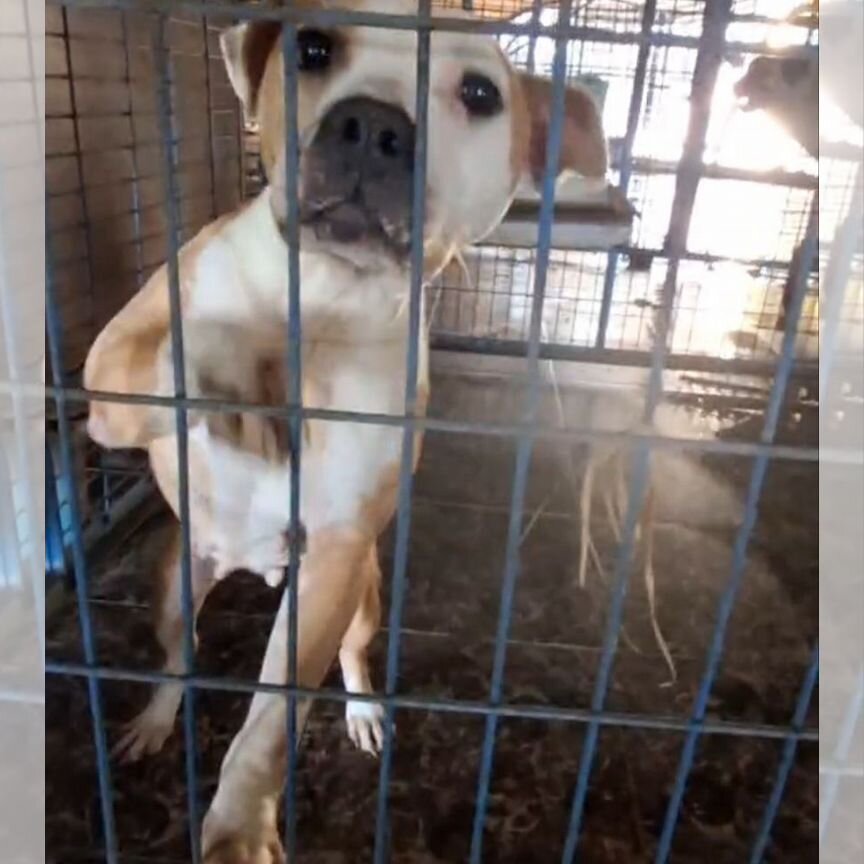 Американский булли, взрослая собака