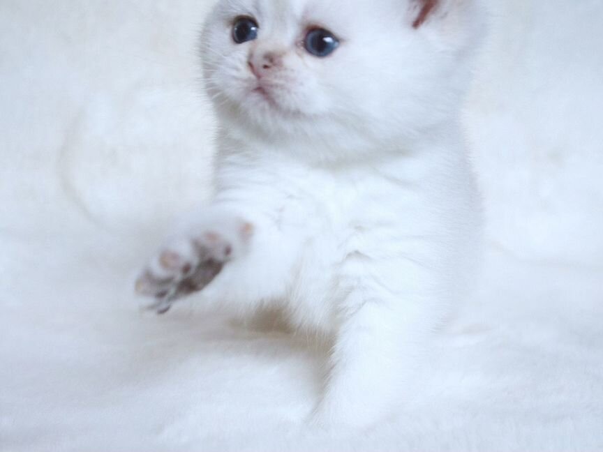 Британские котята золотая шиншилла