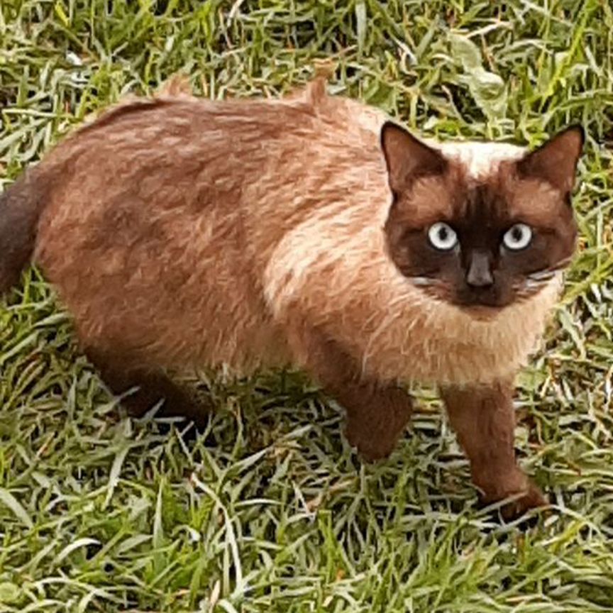 Сиамский кот. Потерялся