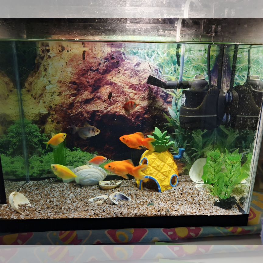 Аквариум с золотыми рыбками