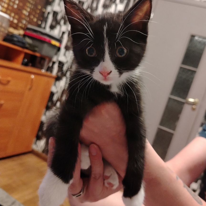 Котёнок в добрые руки