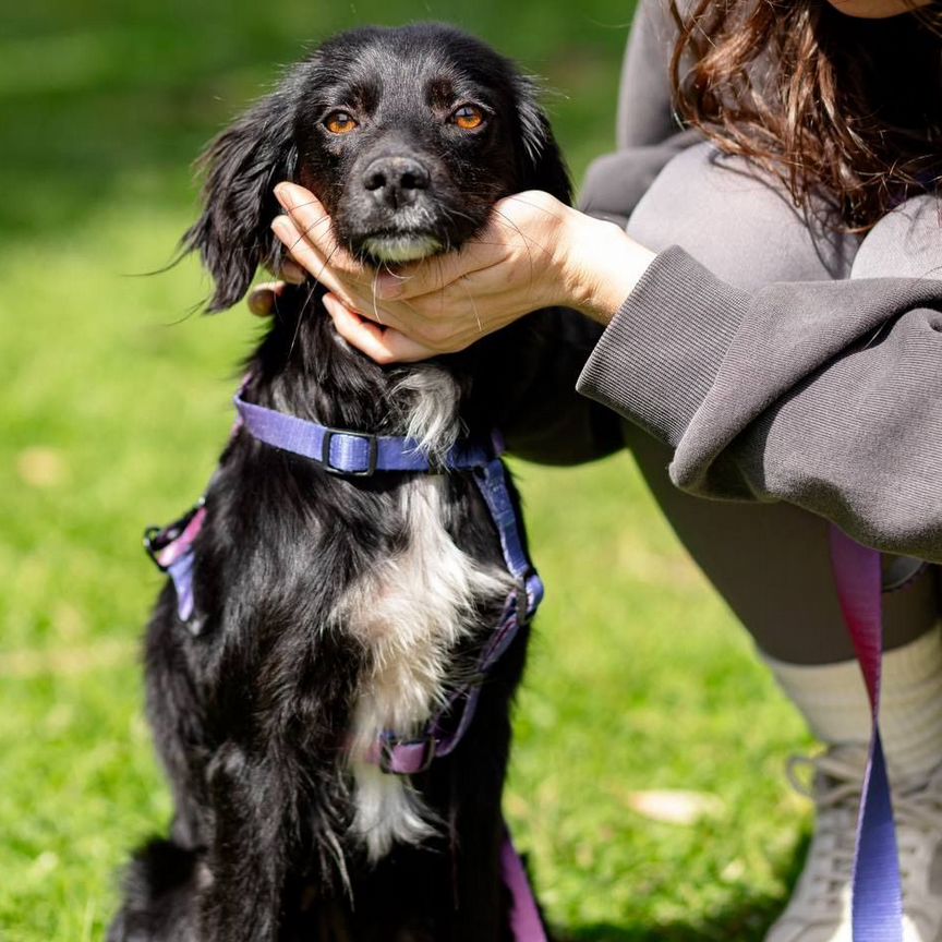 Взрослая собака в добрые руки