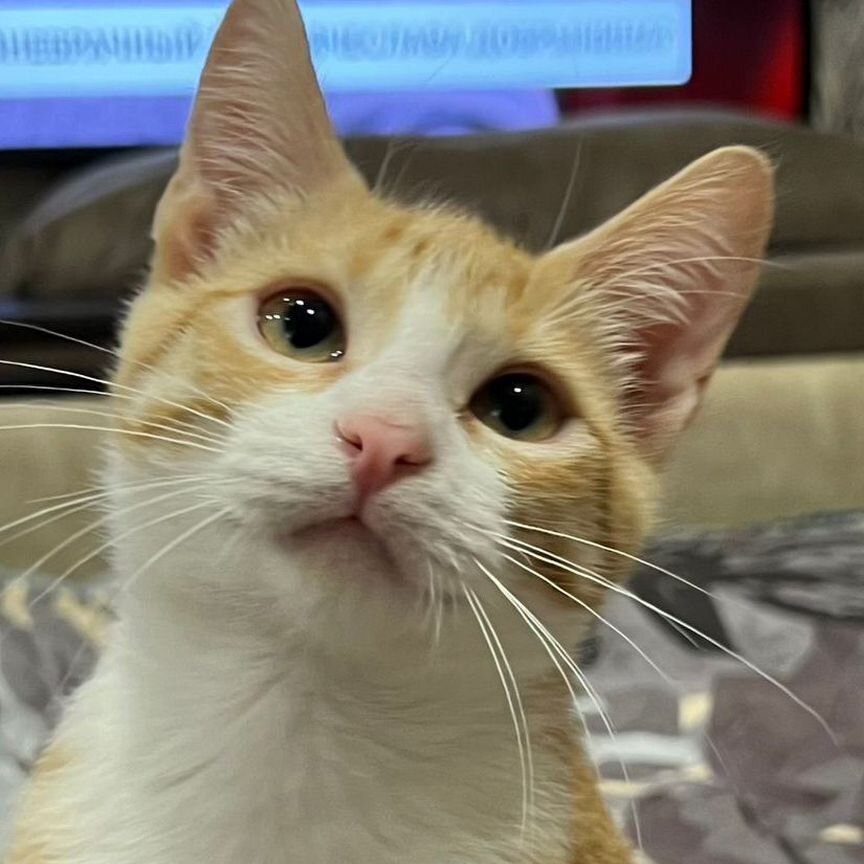 Кому рыжее счастье