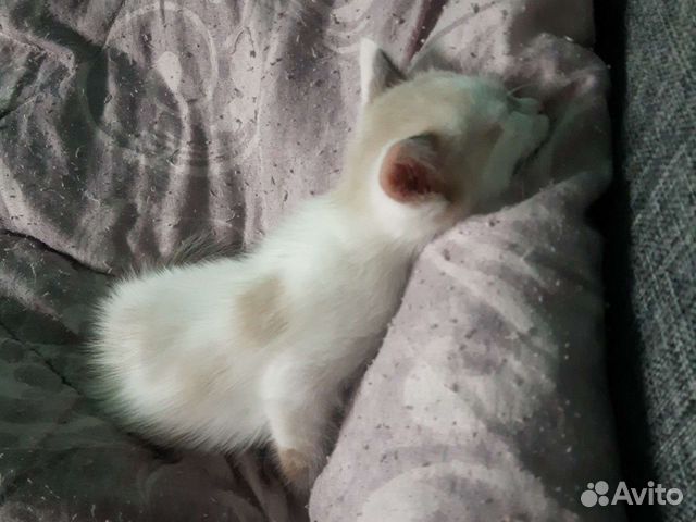 Кошки в добрые руки бесплатно