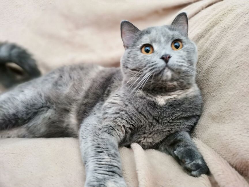 Британская кошечка