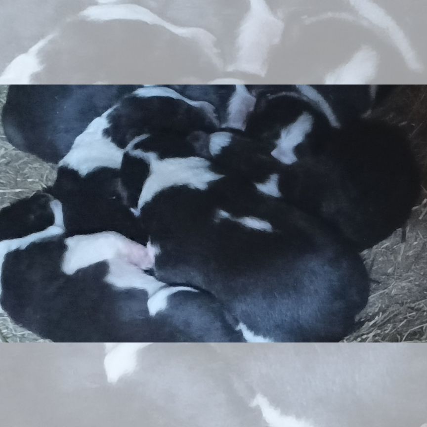 Русско-европейская лайка, щенок