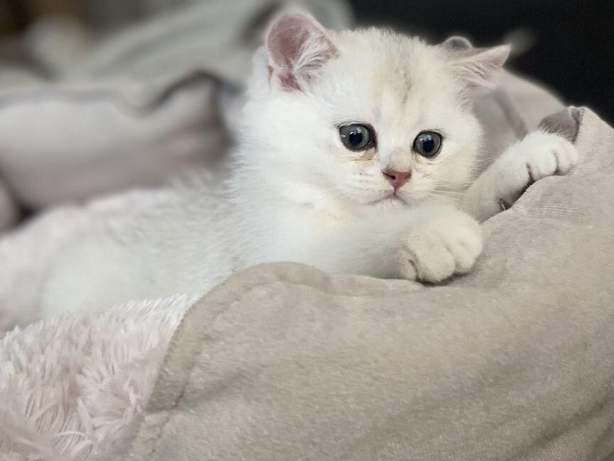Шотландский котик Каспер