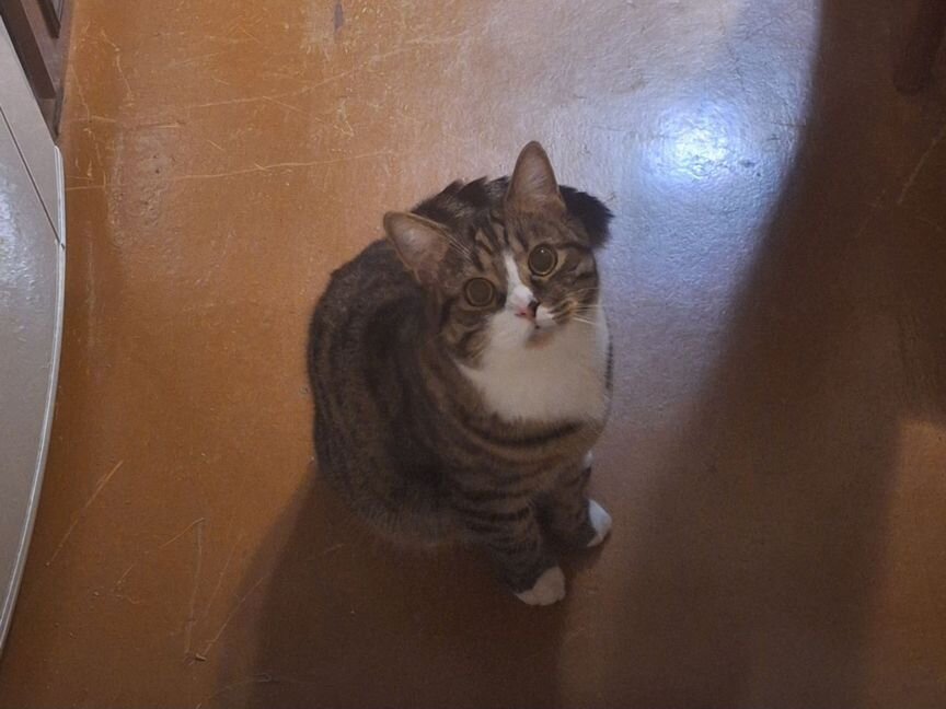 Кошка