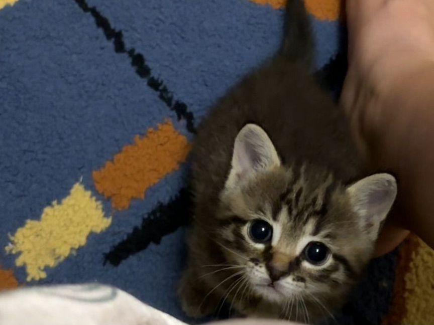 Котята в добрые руки бесплатно девочка