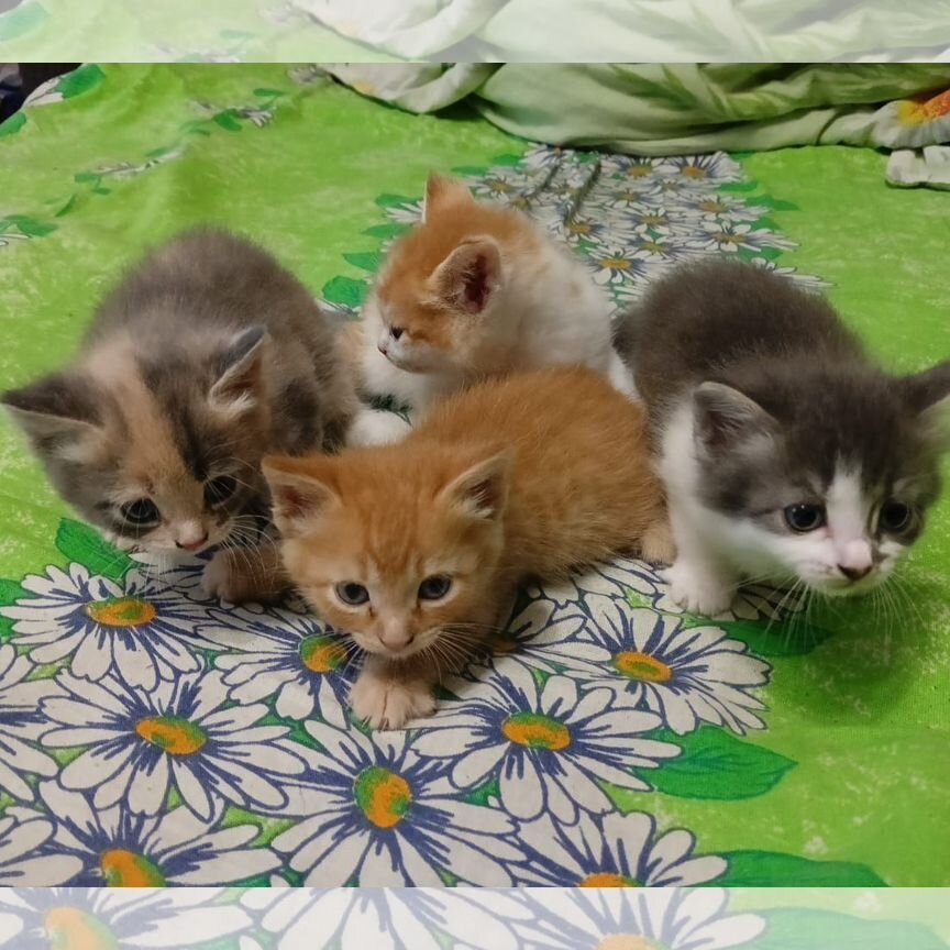 Котята от деревенской кошки-мышеловки
