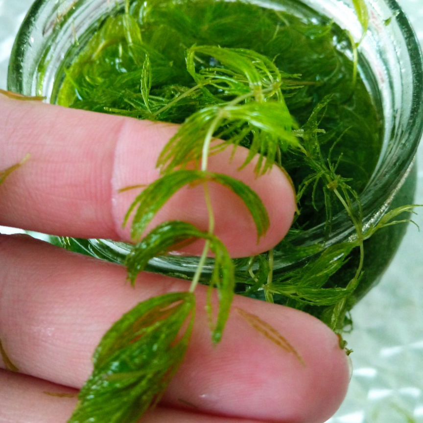 Аквариумные растения