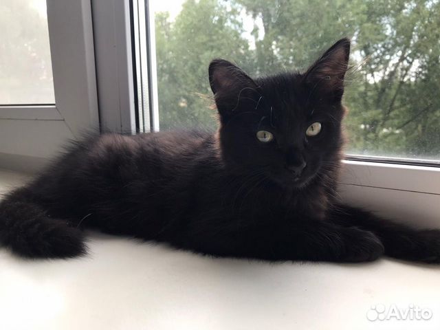 Котенок в заботливые руеи