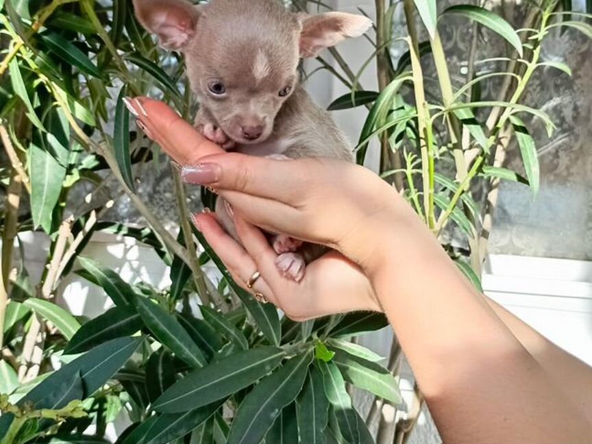Лиловый малыш,две малышки