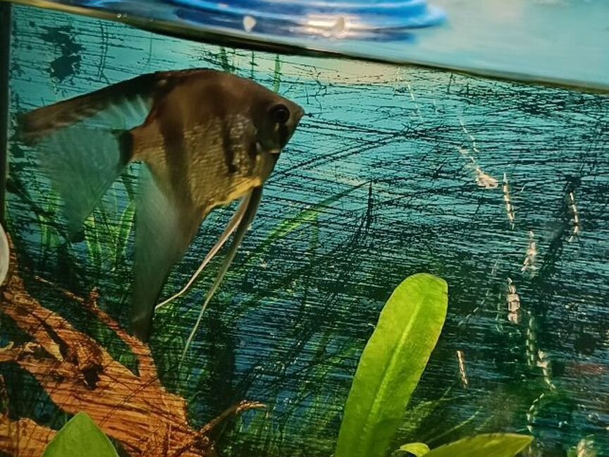 Аквариумная рыба скалярия, сомик анцитрус