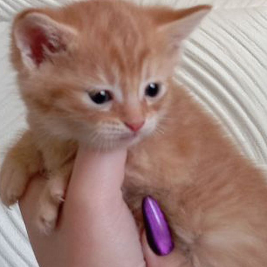 Котёнок в добрые руки