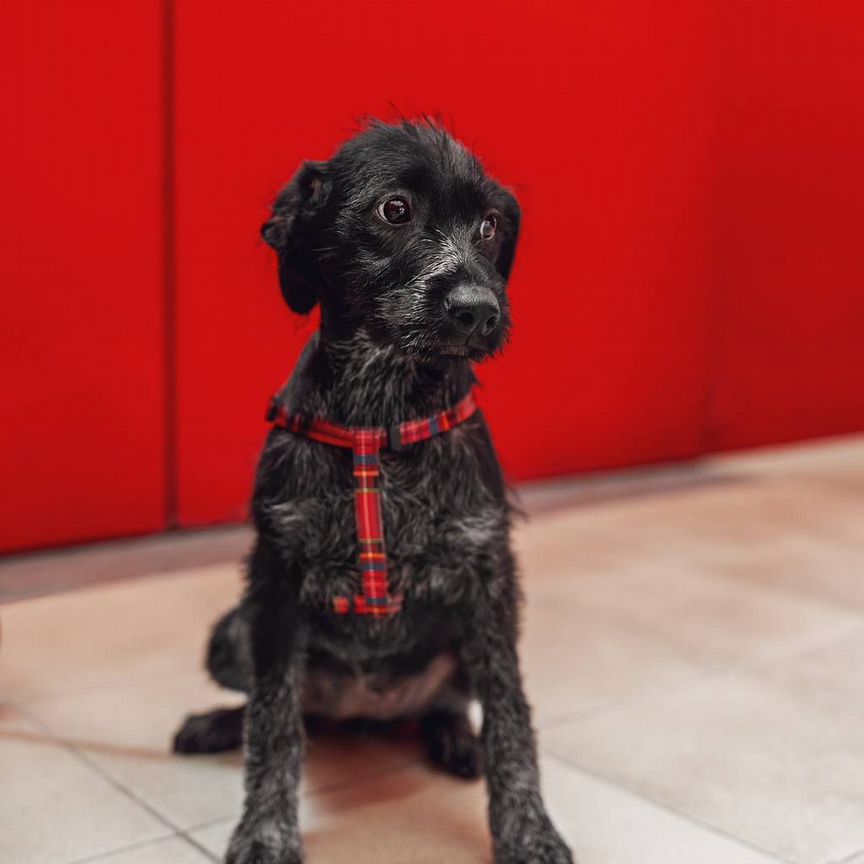 Щенок в добрые руки