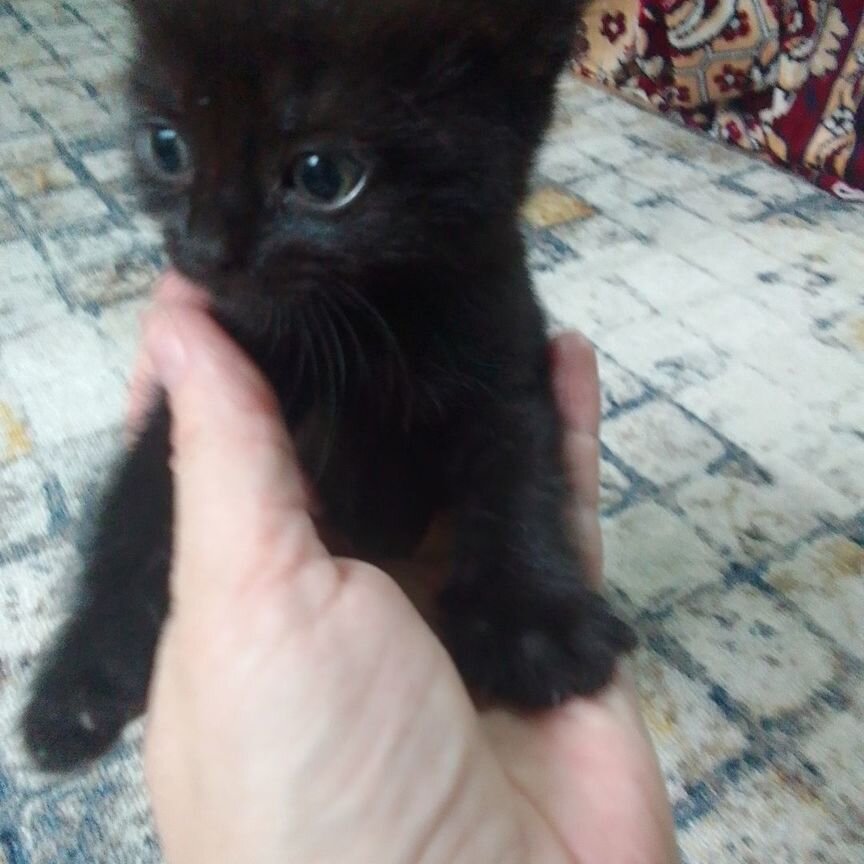 Котята -девочки, приучены к лотку