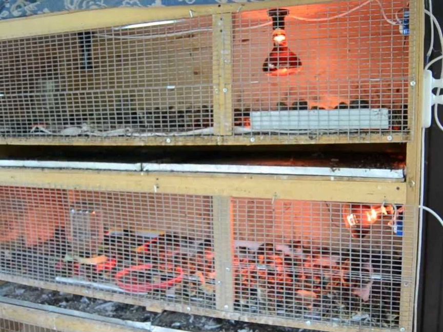 Брудер для цыплят