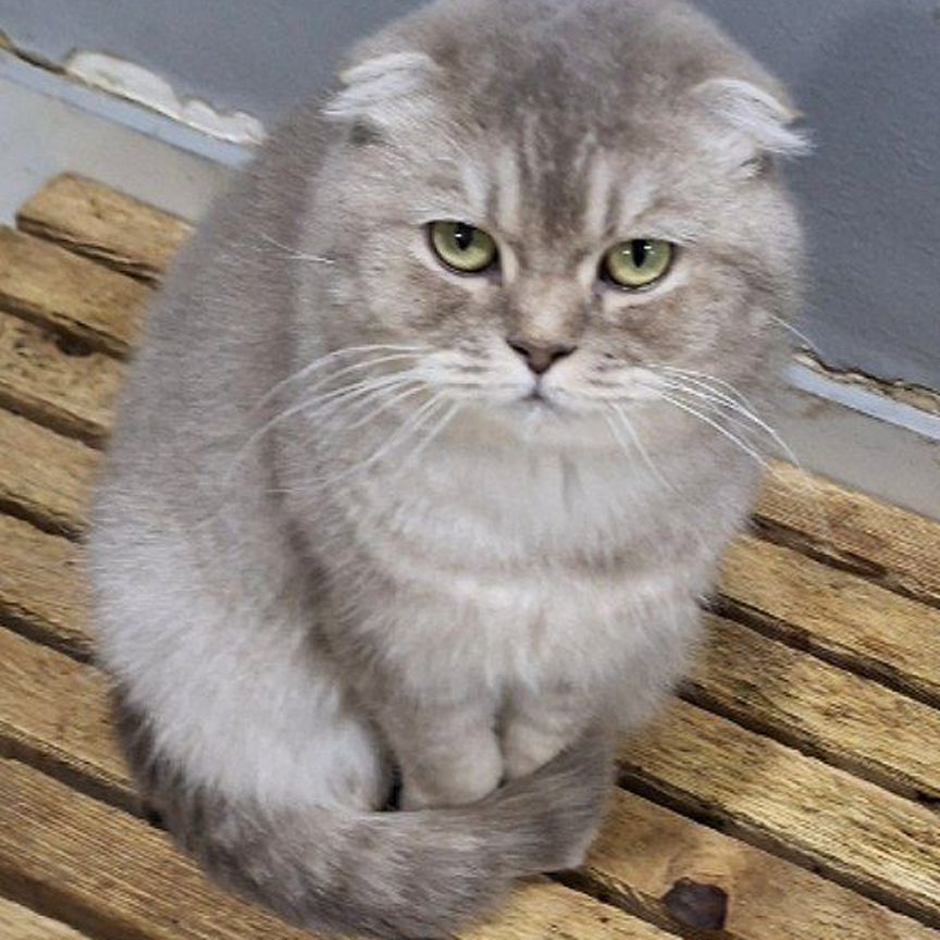 Шотландская вислоухая короткошёрстная, взрослая кошка